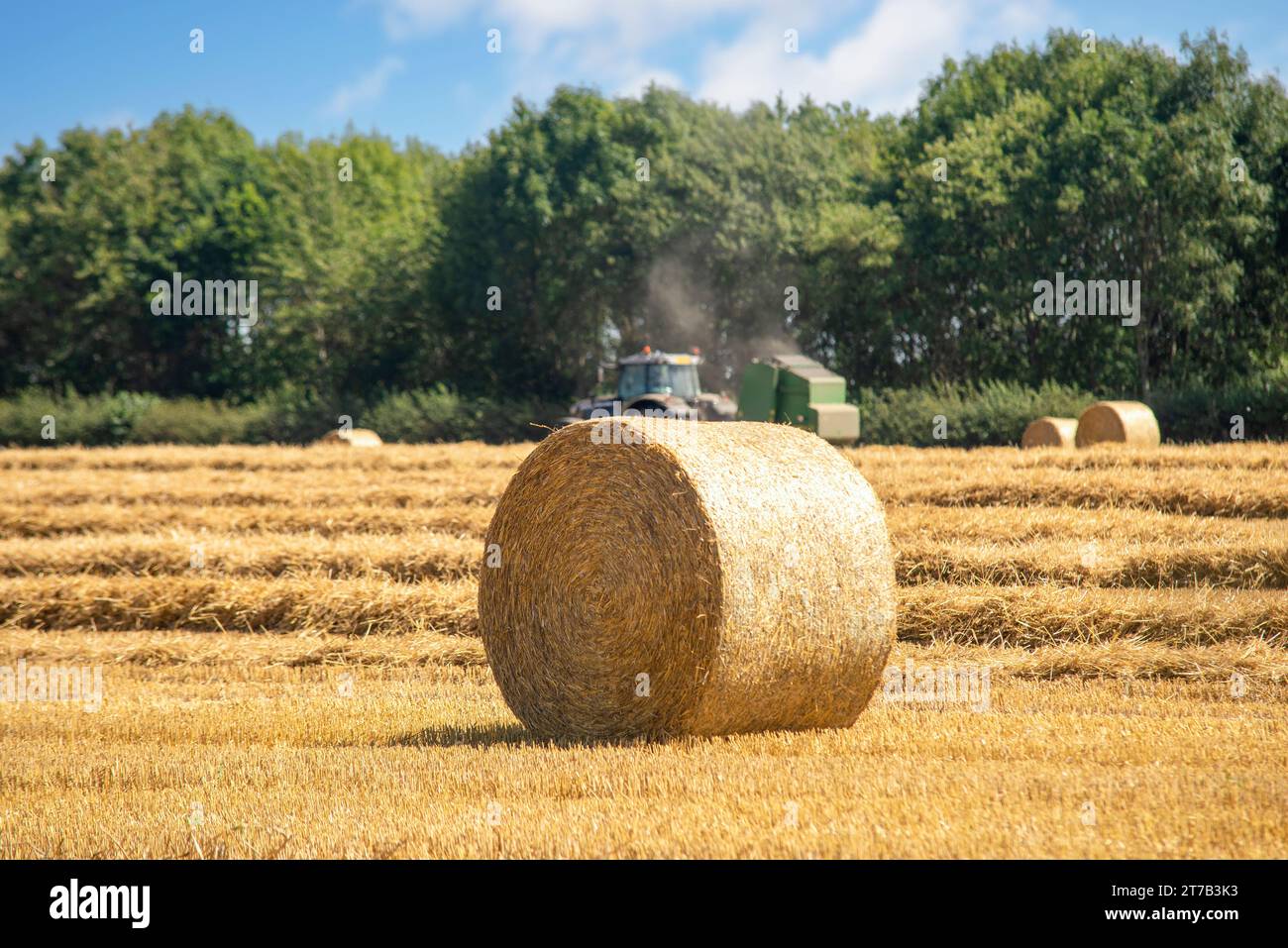 Hay bale and straw in the field. English Rural landscape. Wheat yellow ...