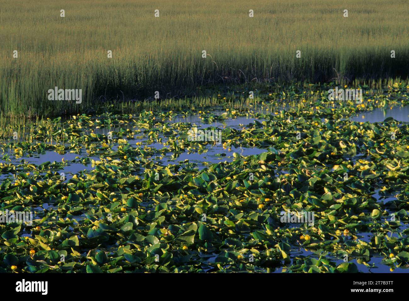 Cow lily marsh, Klamath Marsh National Wildlife Refuge, Oregon Stock ...