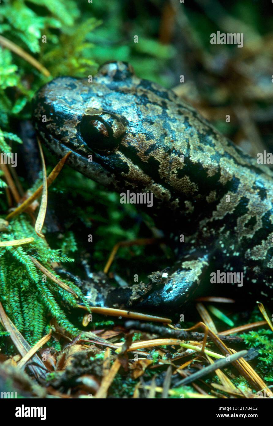 Pacific giant salamander, Kentucky Falls Special Interest Area, Siuslaw ...