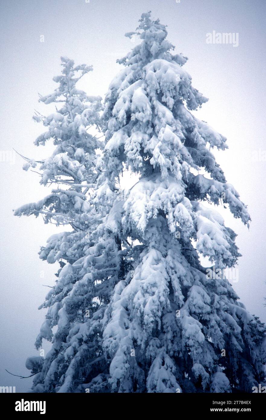 New snow in forest near Tipton, Wallowa-Whitman National Forest, Oregon ...
