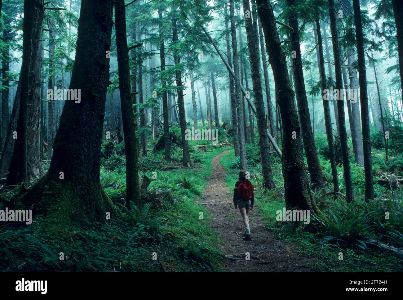 Sitka spruce (Picea sitchensis) forest on Tillamook Head Trail, Ecola ...