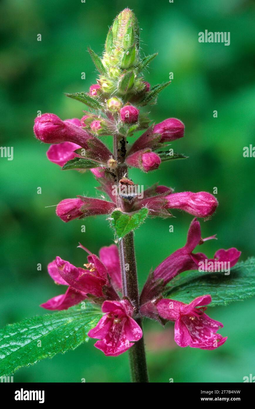 Vernonia state trail hi-res stock photography and images - Alamy
