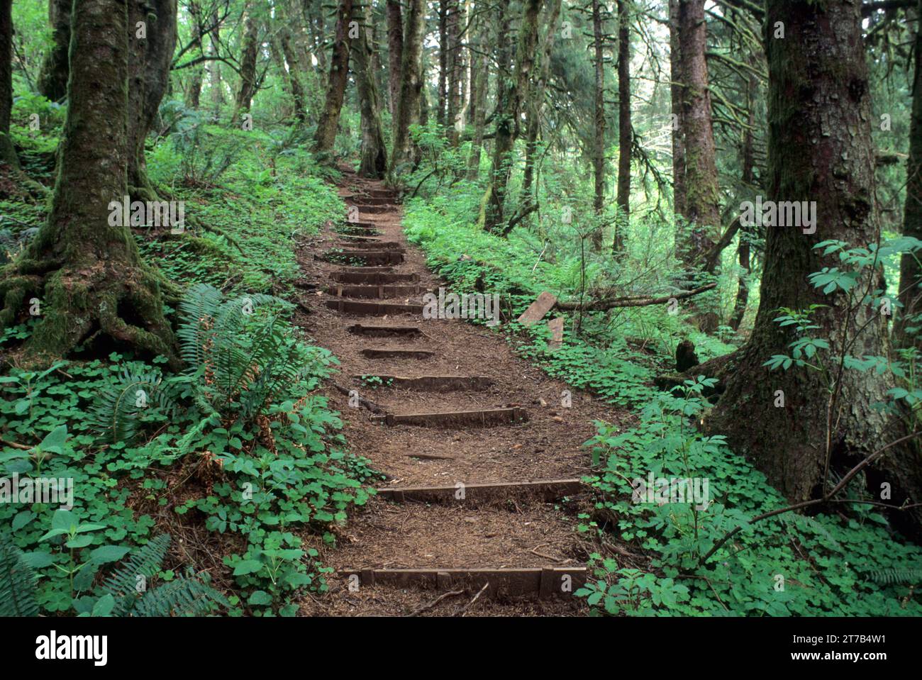 Cascade Head Trail, Cascade Head Preserve, Oregon Stock Photo - Alamy