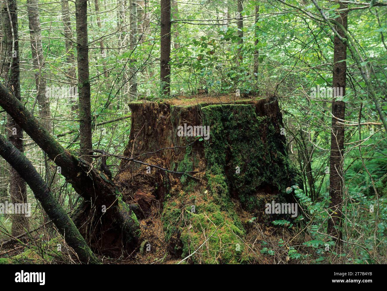 Bureau of land management timber hi-res stock photography and images ...