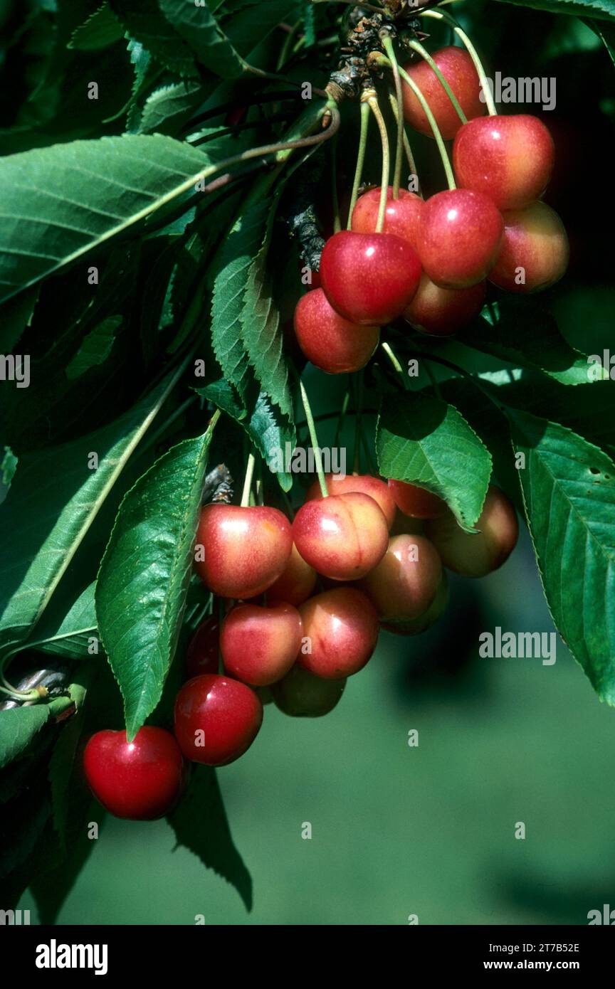 Royal anne cherry hi-res stock photography and images - Alamy