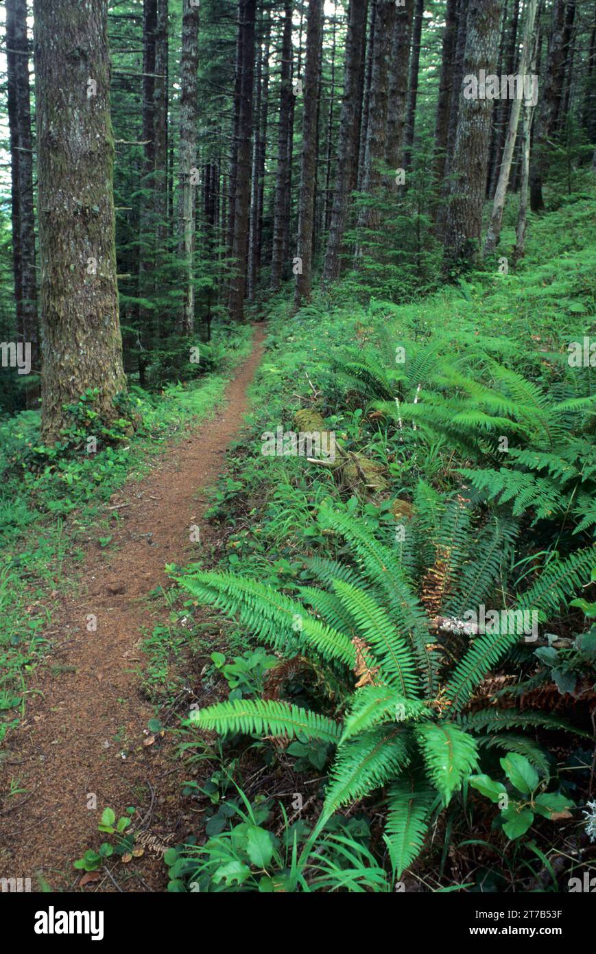 Sword fern along Cummins Ridge Trail, Cummins Creek Wilderness, Siuslaw ...