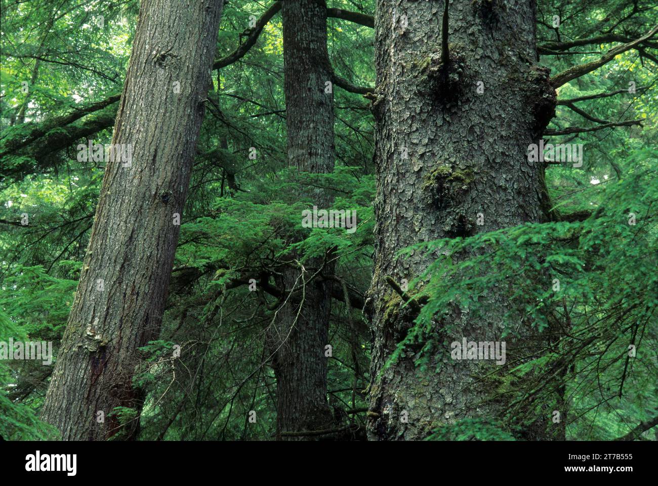 Sitka spruce (Picea sitchensis) & western hemlock (Picea sitchensis) on ...