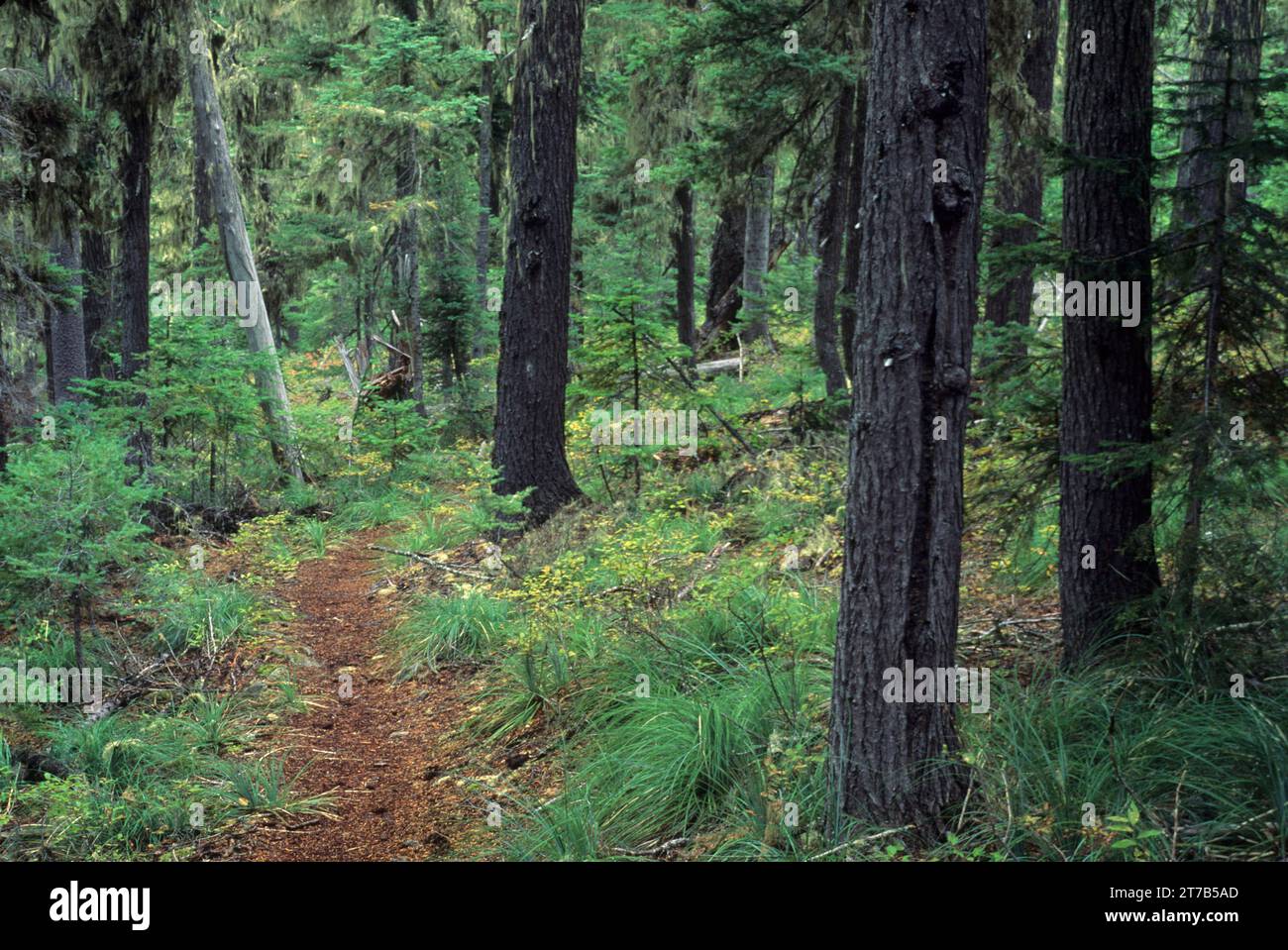 Ancient forest, Mt. Jefferson Wilderness, Willamette National Forest ...
