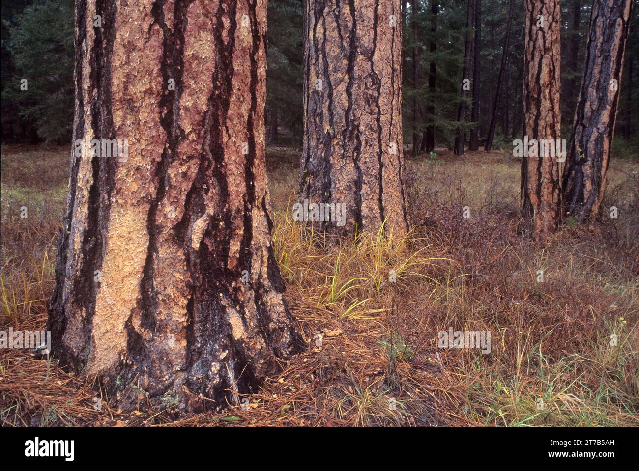 Ponderosa pine, Metolius Wild and Scenic River corridor, Deschutes ...