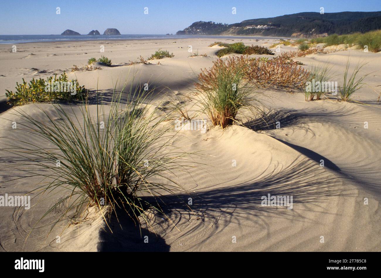Netarts Spit beach with dune grass, Cape Lookout State Park, Oregon ...