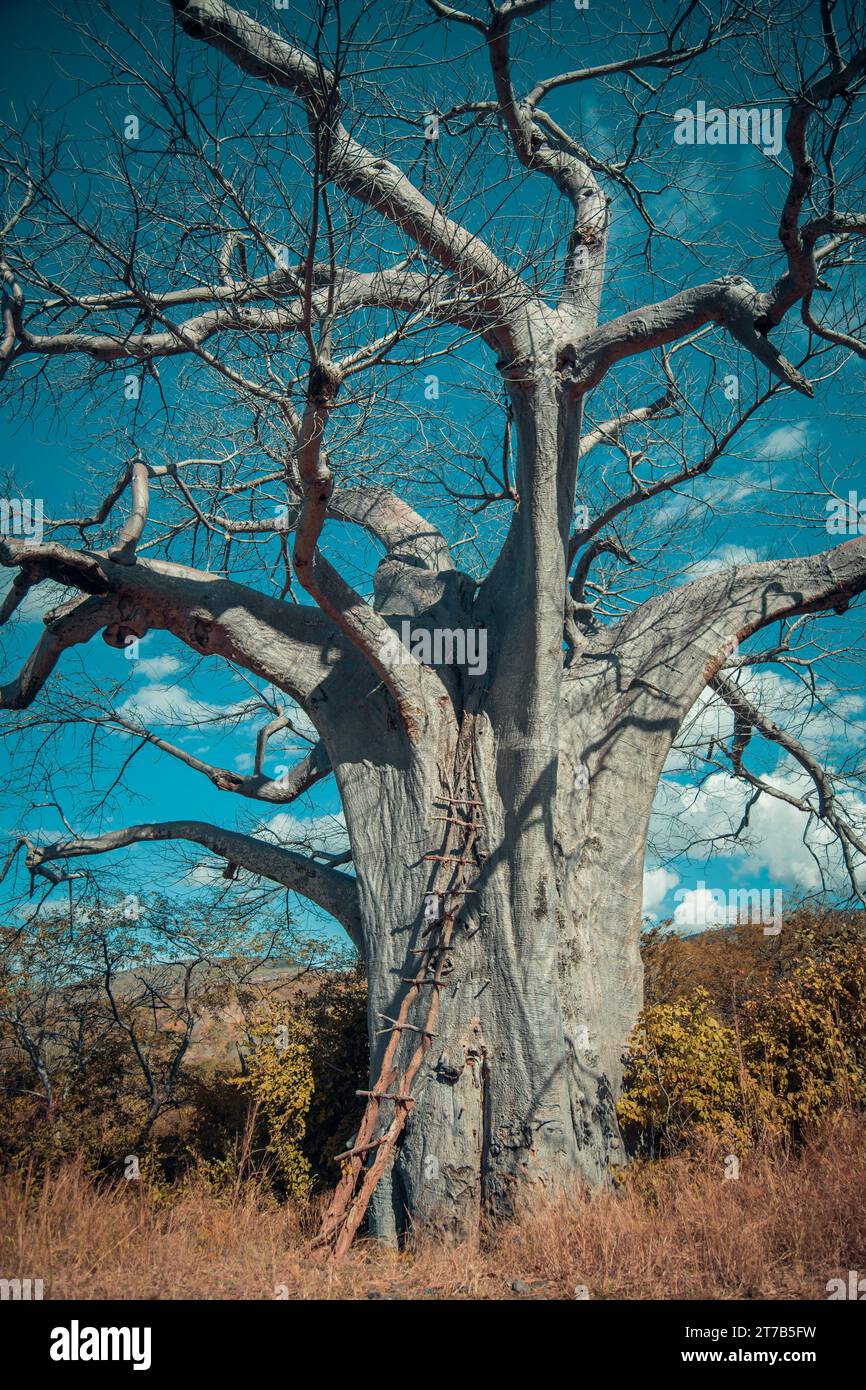 An elderly man with a ladder standing next to a tree, ready to perform ...