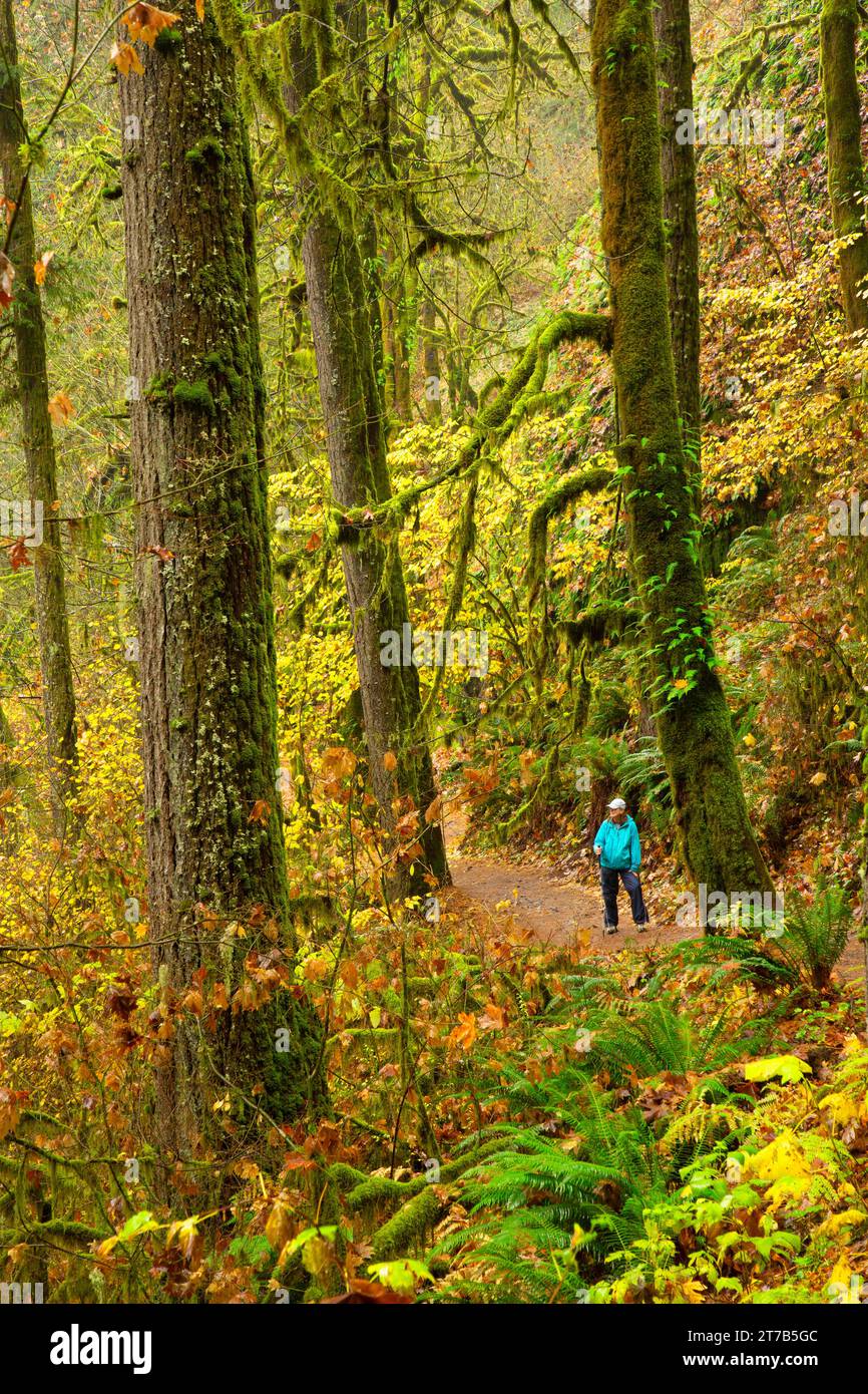 Trail of Ten Falls, Silver Falls State Park, Oregon Stock Photo - Alamy