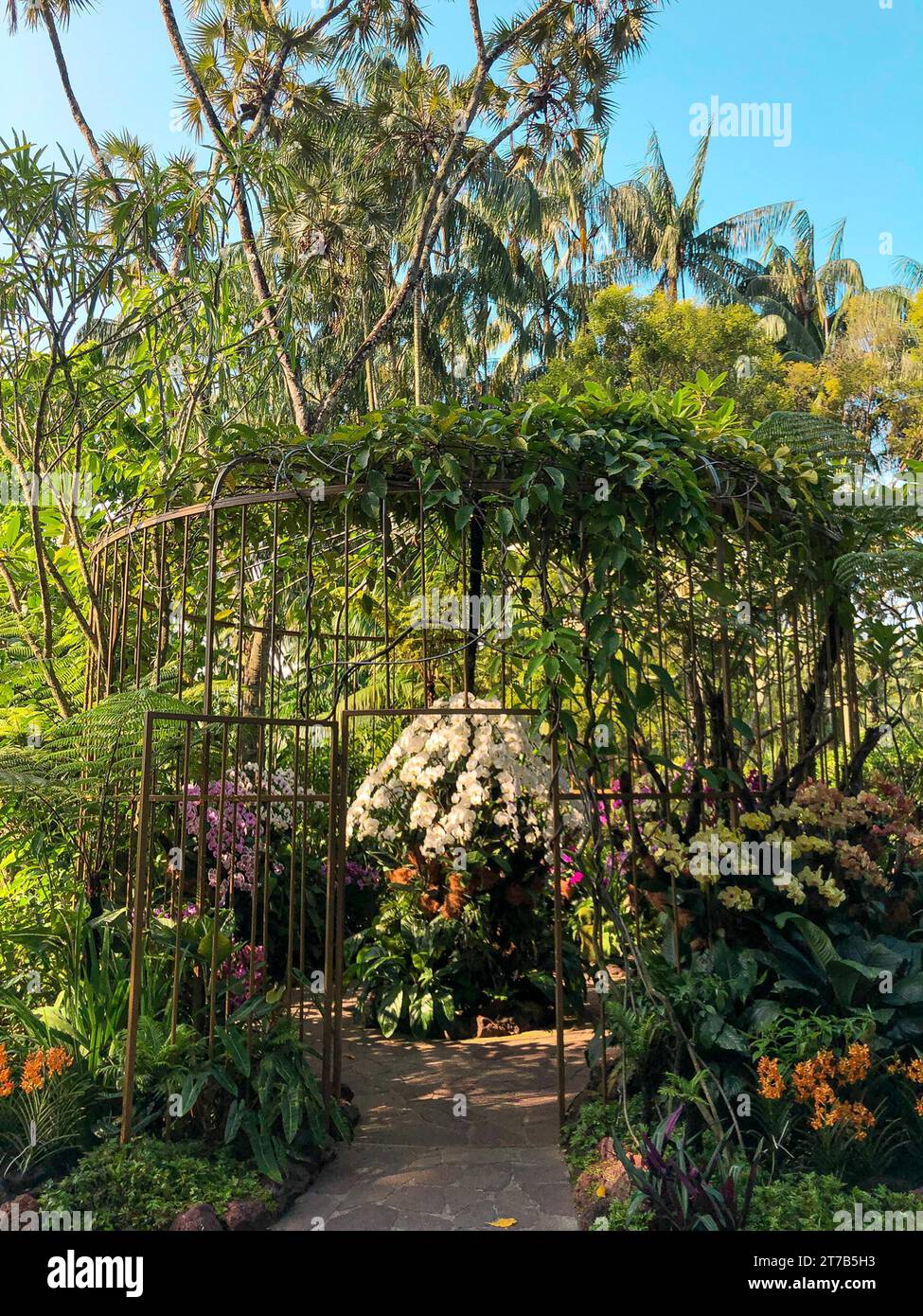 Singapore botanic garden tree flower plant Stock Photo - Alamy