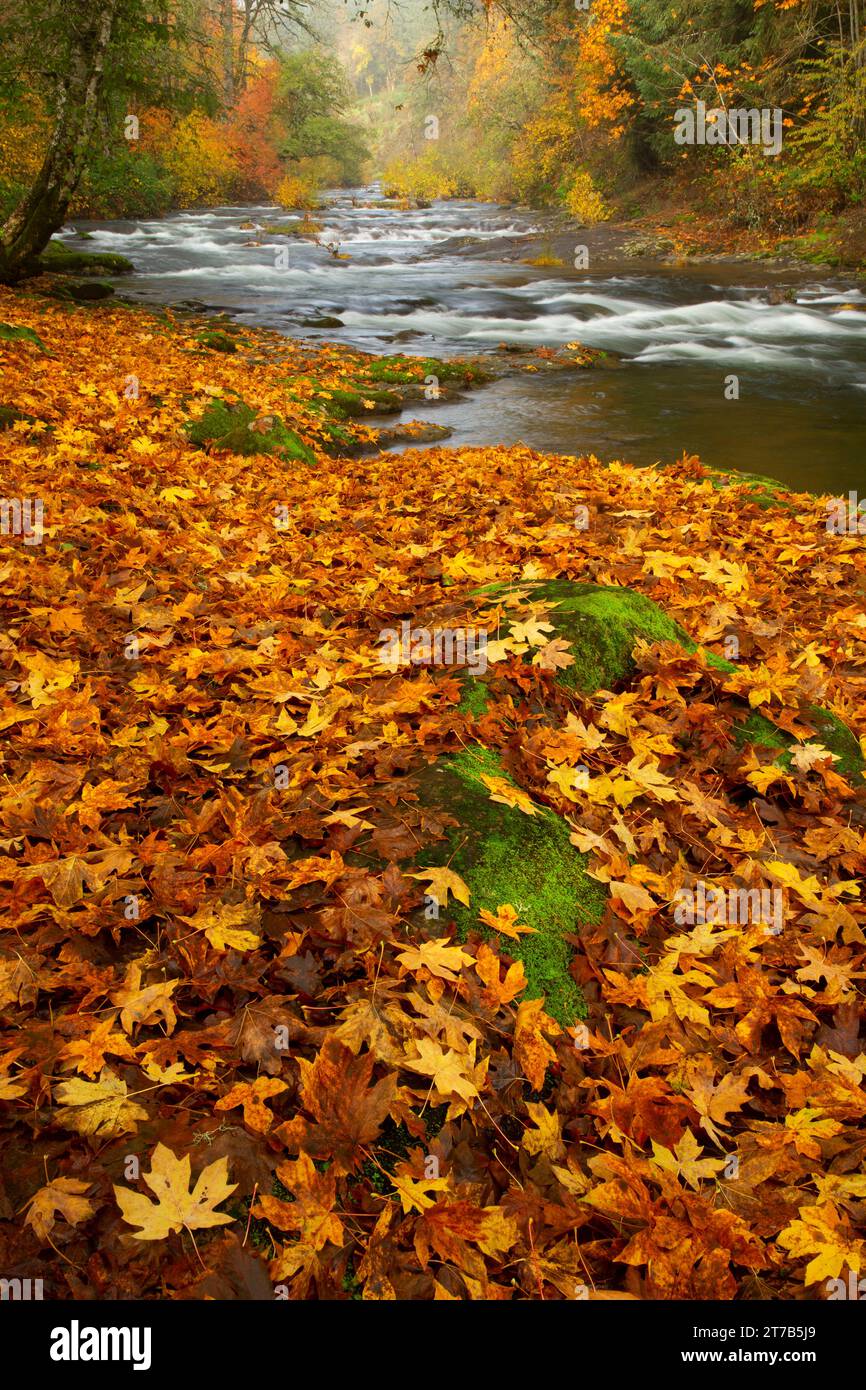 Little Luckiamute River, Michael Harding Park, Falls City, Oregon Stock ...