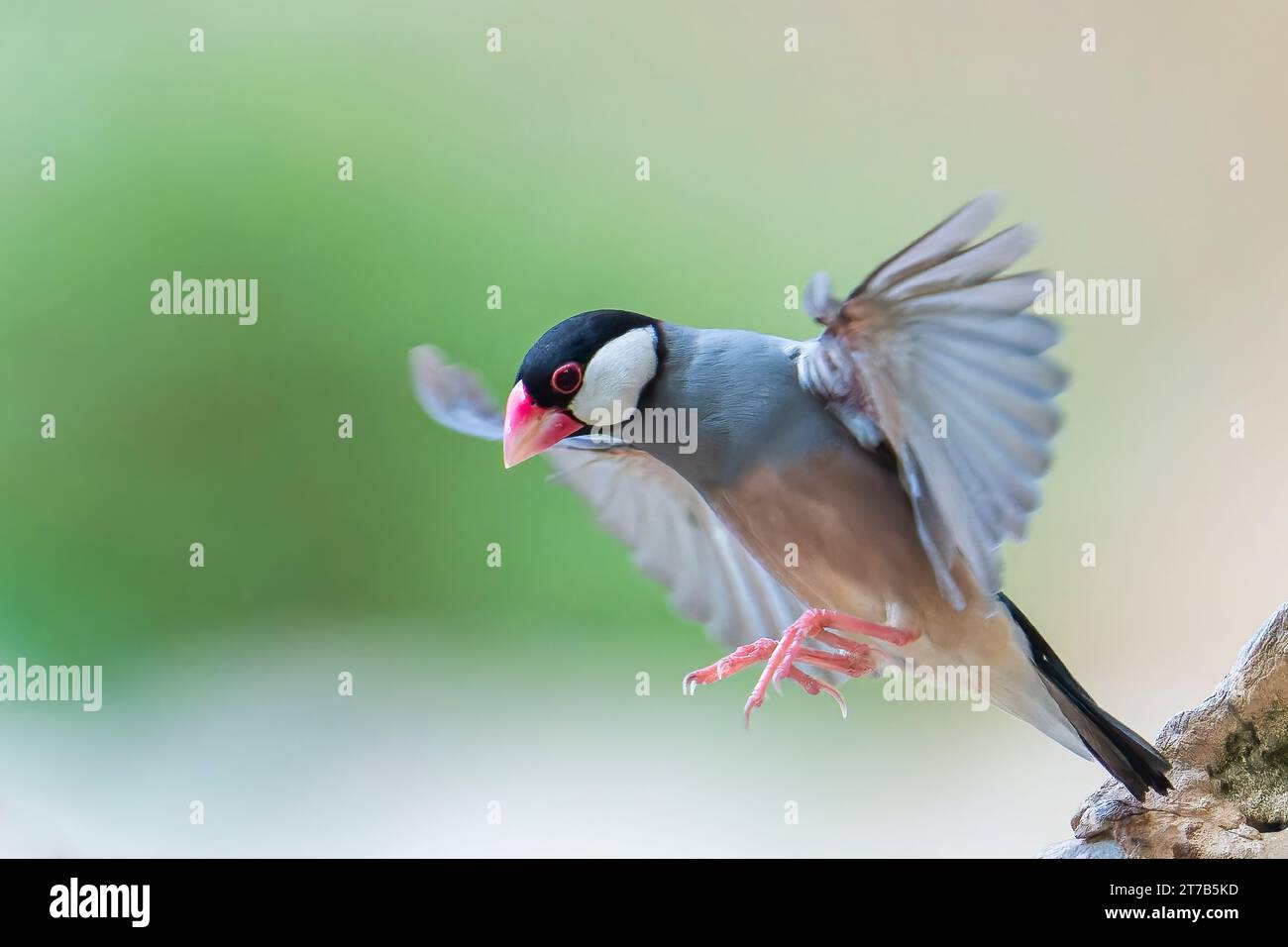 A flock of birds perched on a branch in a tree, taking flight in a ...