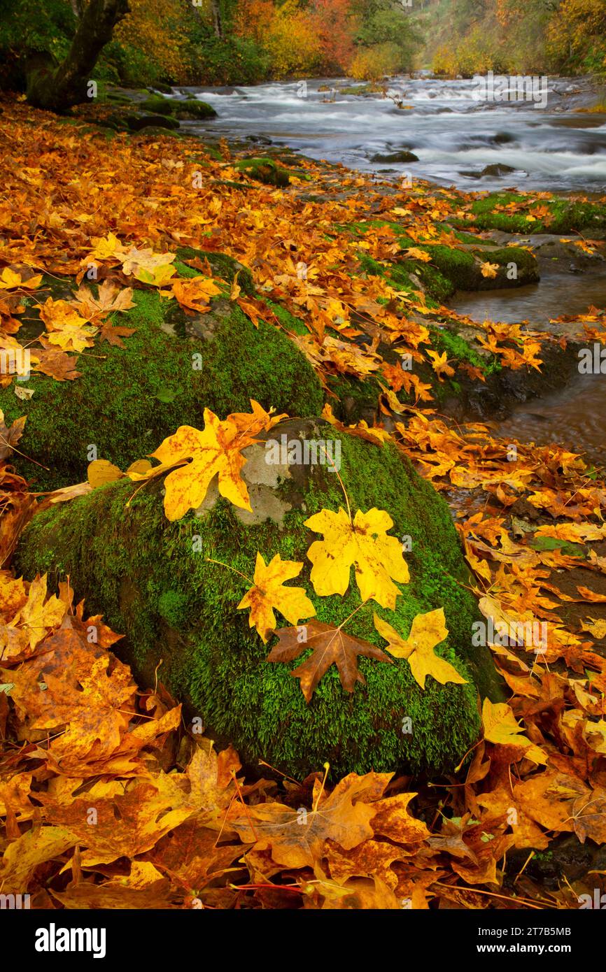 Little Luckiamute River, Michael Harding Park, Falls City, Oregon Stock ...