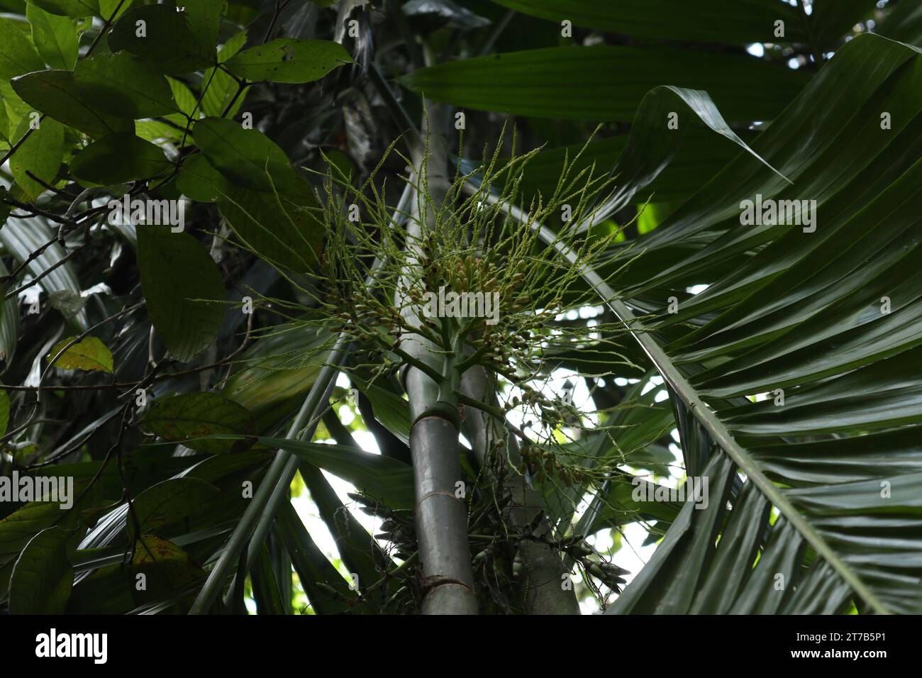 Lane thari plant hi-res stock photography and images - Alamy