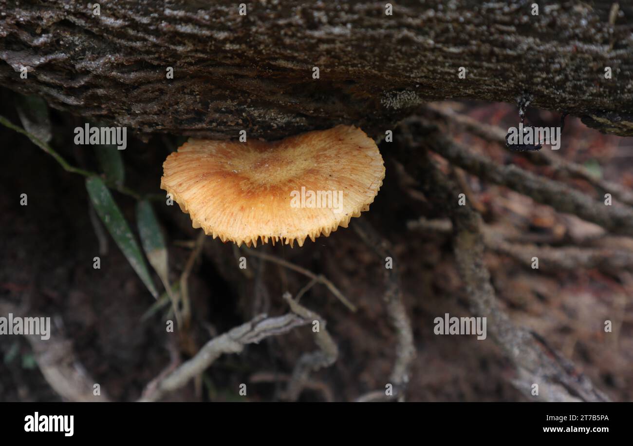 Closeup view of a pale orange color cap mushroom known as the Heath ...