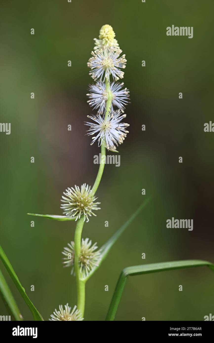 Rantapalpakko hi-res stock photography and images - Alamy