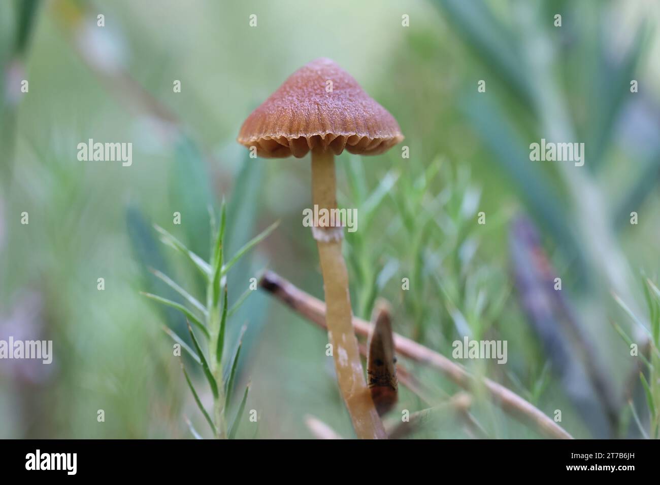 Galerina paludosa, known as the Bog Bell, wild mushroom from Finland ...