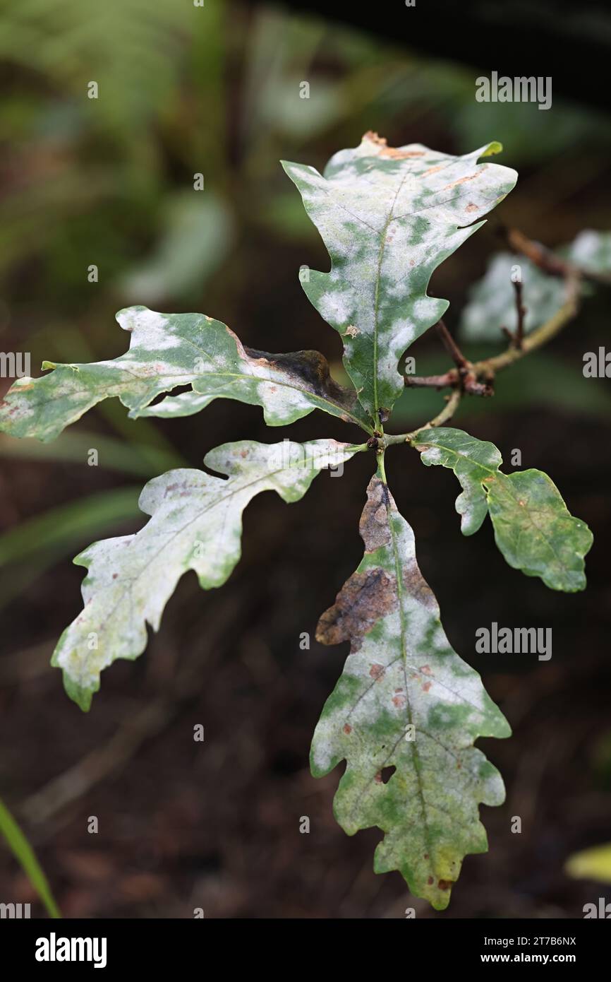 Oak powdery mildew, Erysiphe alphitoides, infecting oak leaves in ...