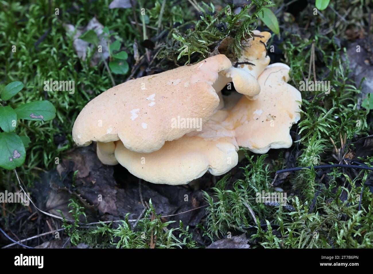 Albatrellus confluens, commonly known as fused polypore, wild medicinal ...