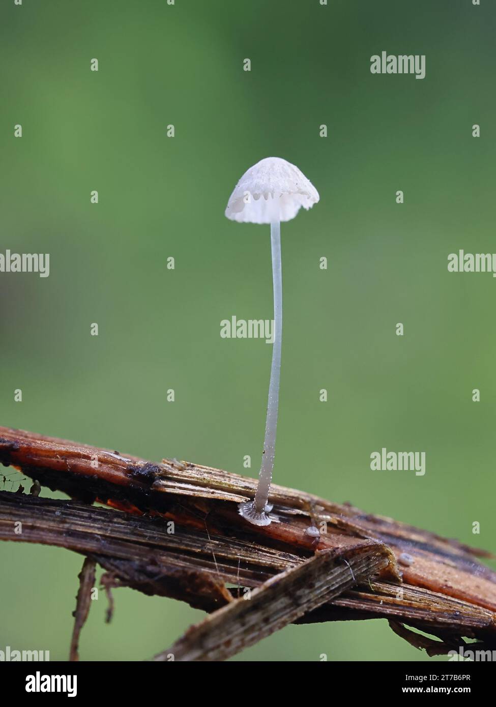 Mycena stylobates, commonly known as the bulbous bonnet, wild mushroom ...