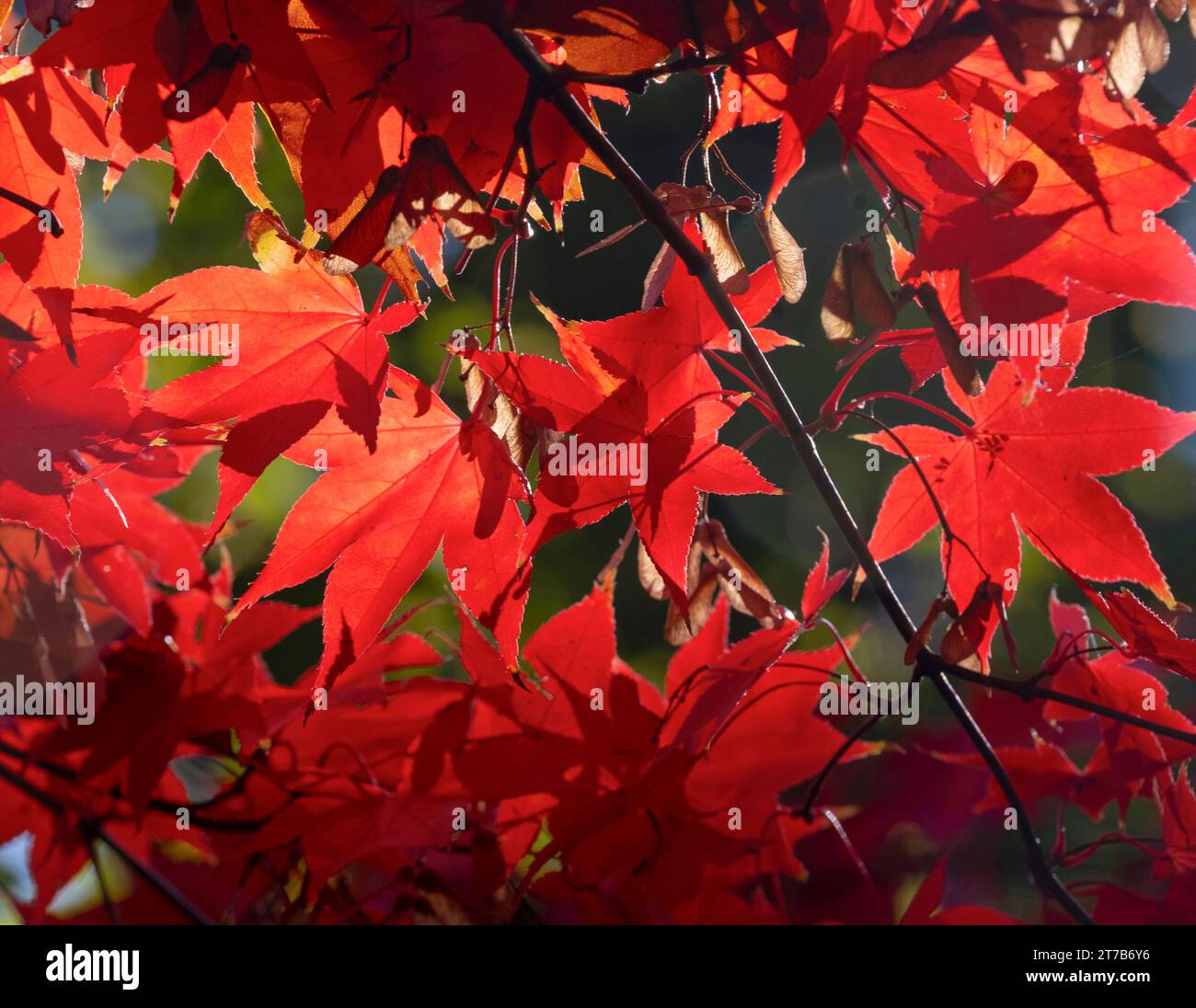 Acer palmatum bloodgood hi-res stock photography and images - Alamy