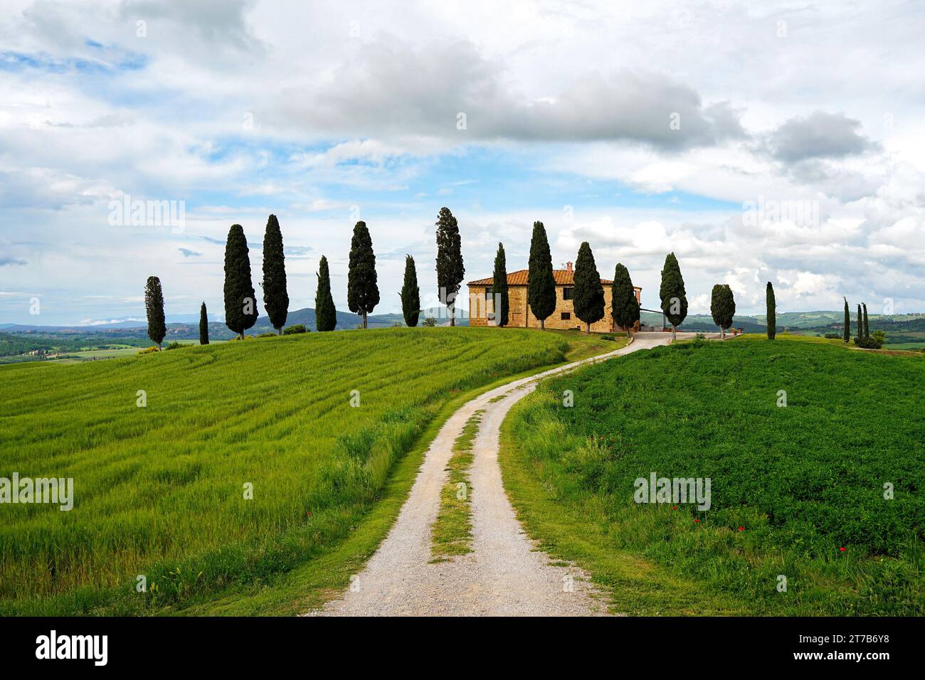 Tuscany landscape with cypresses and road, Italy Stock Photo - Alamy