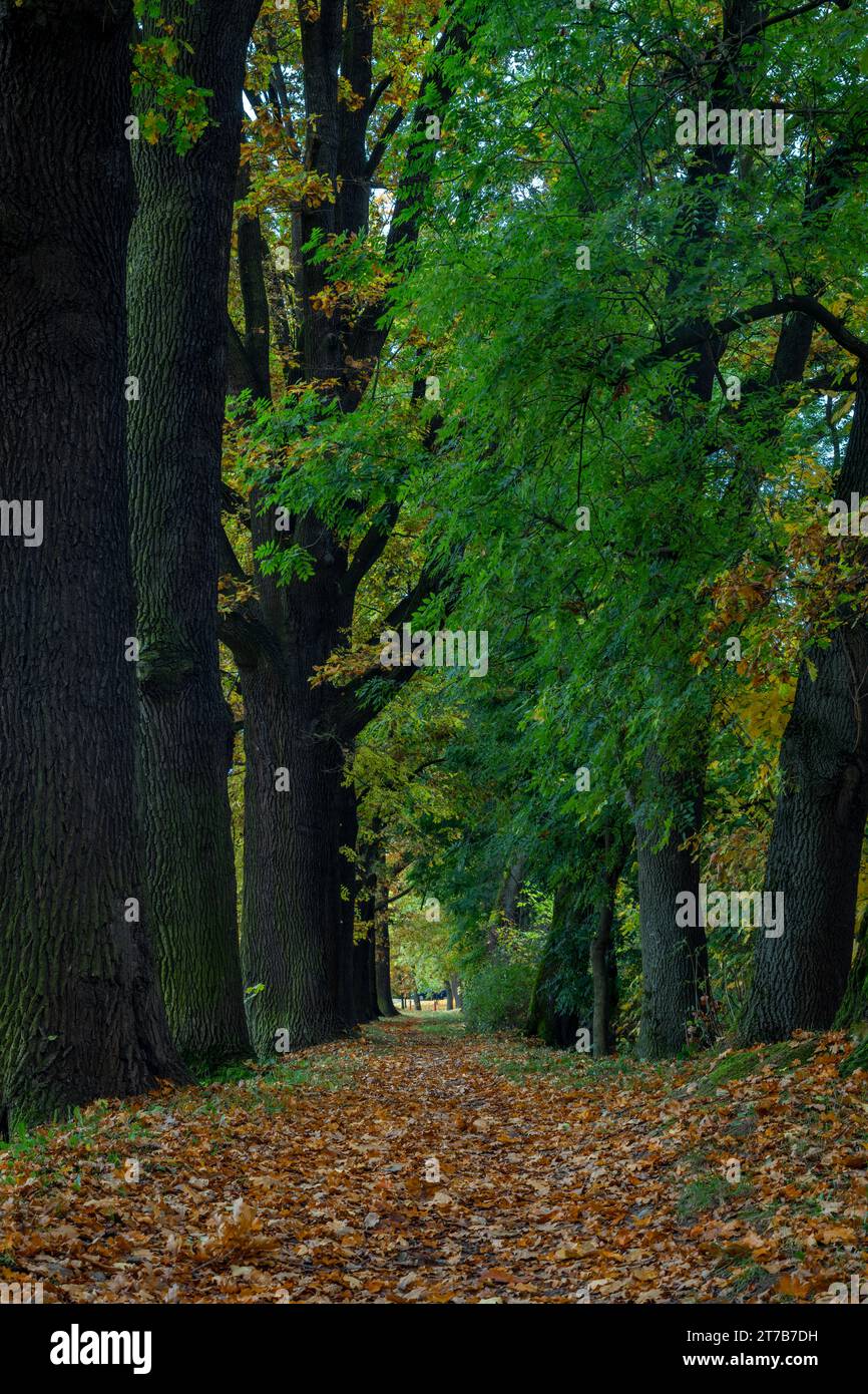 Leaf tree alley near Vltava river in autumn cloudy color evening Stock ...