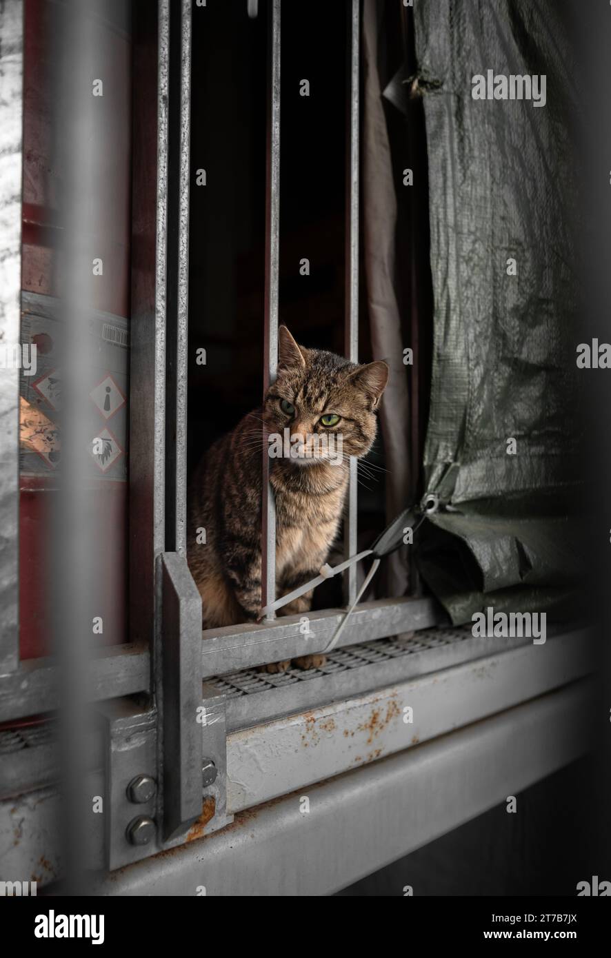 A gray-furred cat is perched in a barred window, looking out from a ...