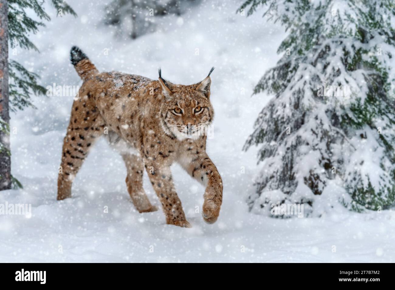 Closeup Adult Lynx in cold time. Bobcat snow in wild winter nature ...