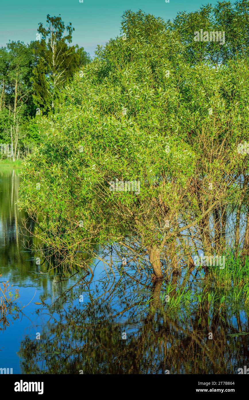 Summer landscape: tree on shore of lake on day Stock Photo - Alamy