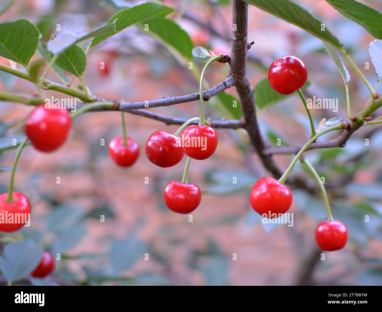 In the orchard on a tree branch ripen cherry fruit Stock Photo - Alamy