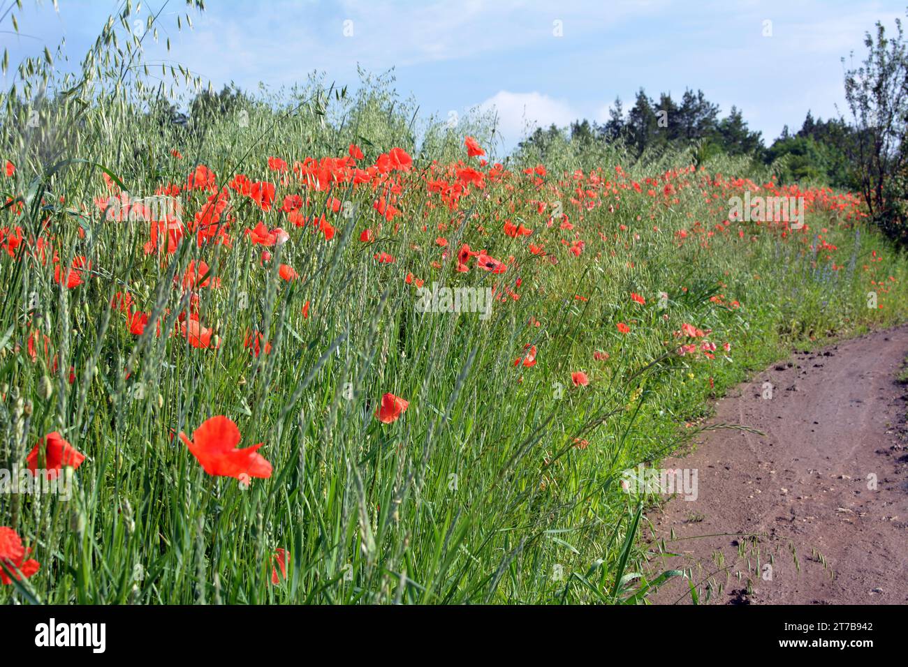 Wild poppy that grows like a weed on a farm field among crops Stock ...