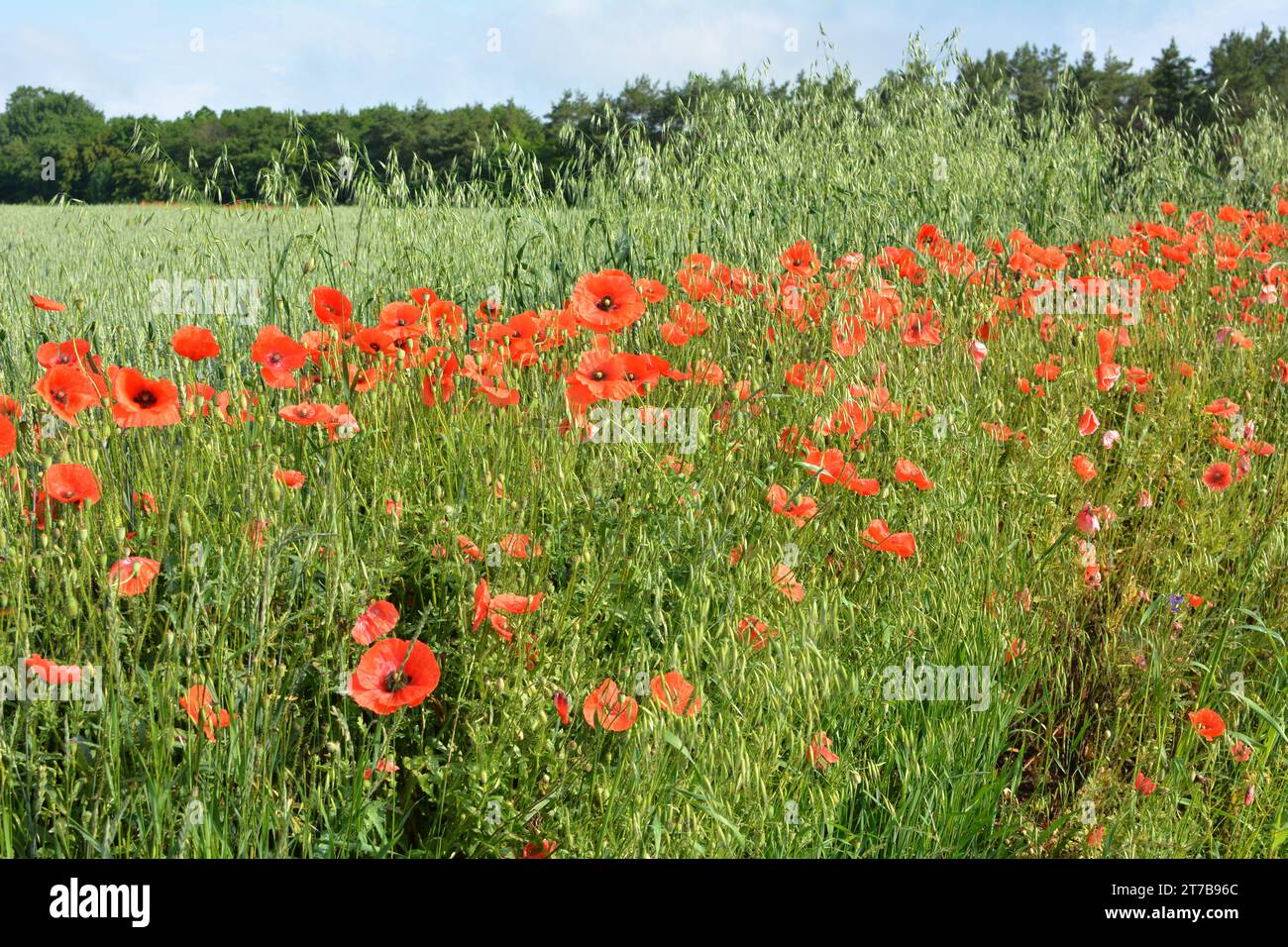 Wild poppy that grows like a weed on a farm field among crops Stock ...