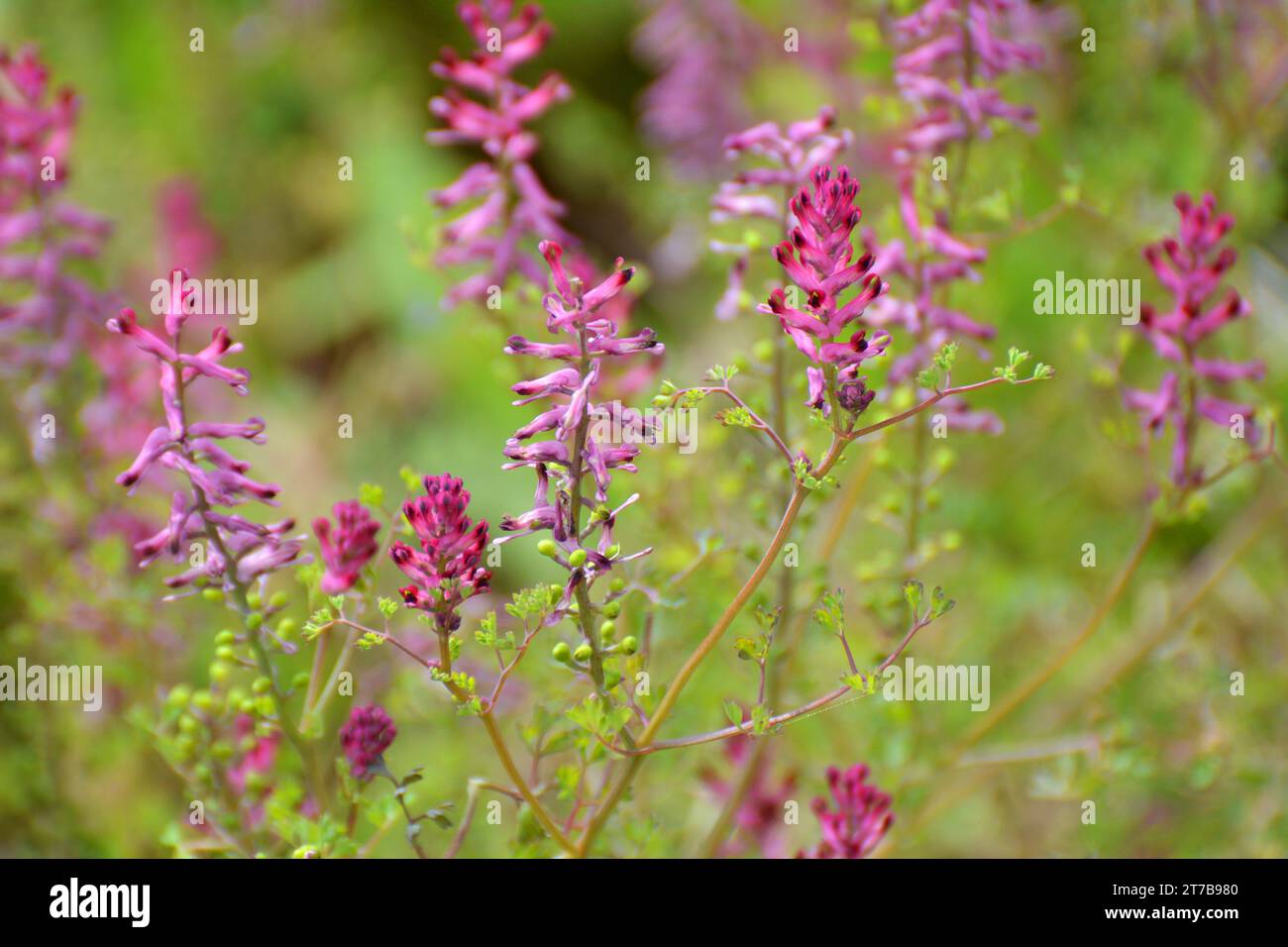 Botany fumariaceae drug hi-res stock photography and images - Alamy