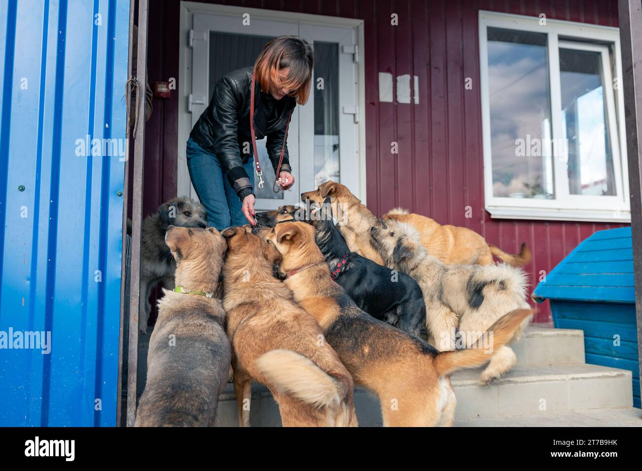 Dog at the shelter. Animal shelter volunteer takes care of dogs. Animal ...