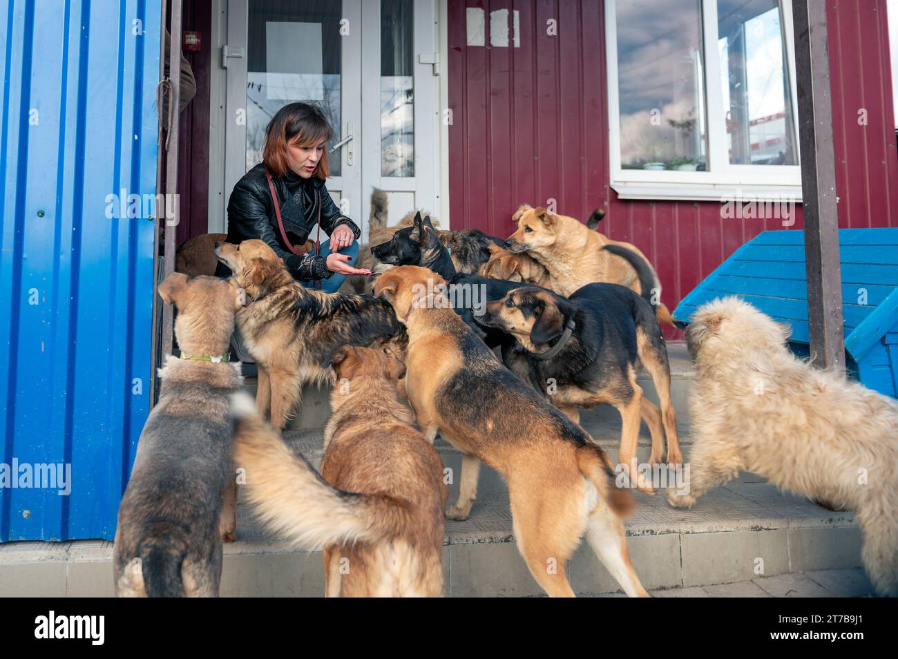 Dog at the shelter. Animal shelter volunteer takes care of dogs. Animal ...