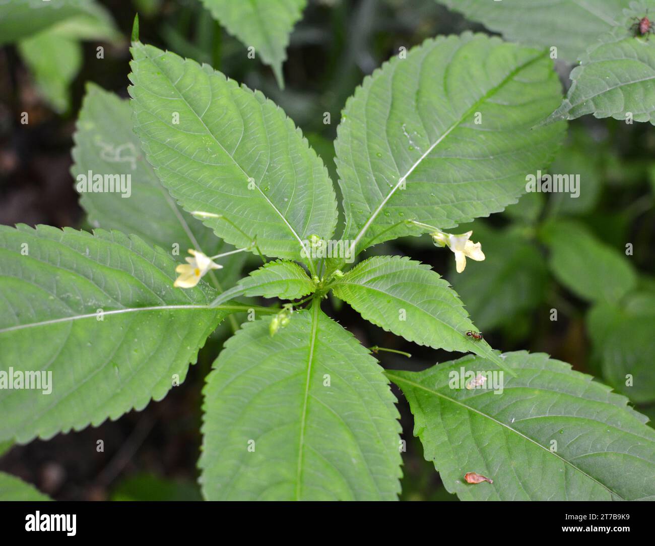 In summer, Impatiens parviflora grows in the wild in the forest Stock ...
