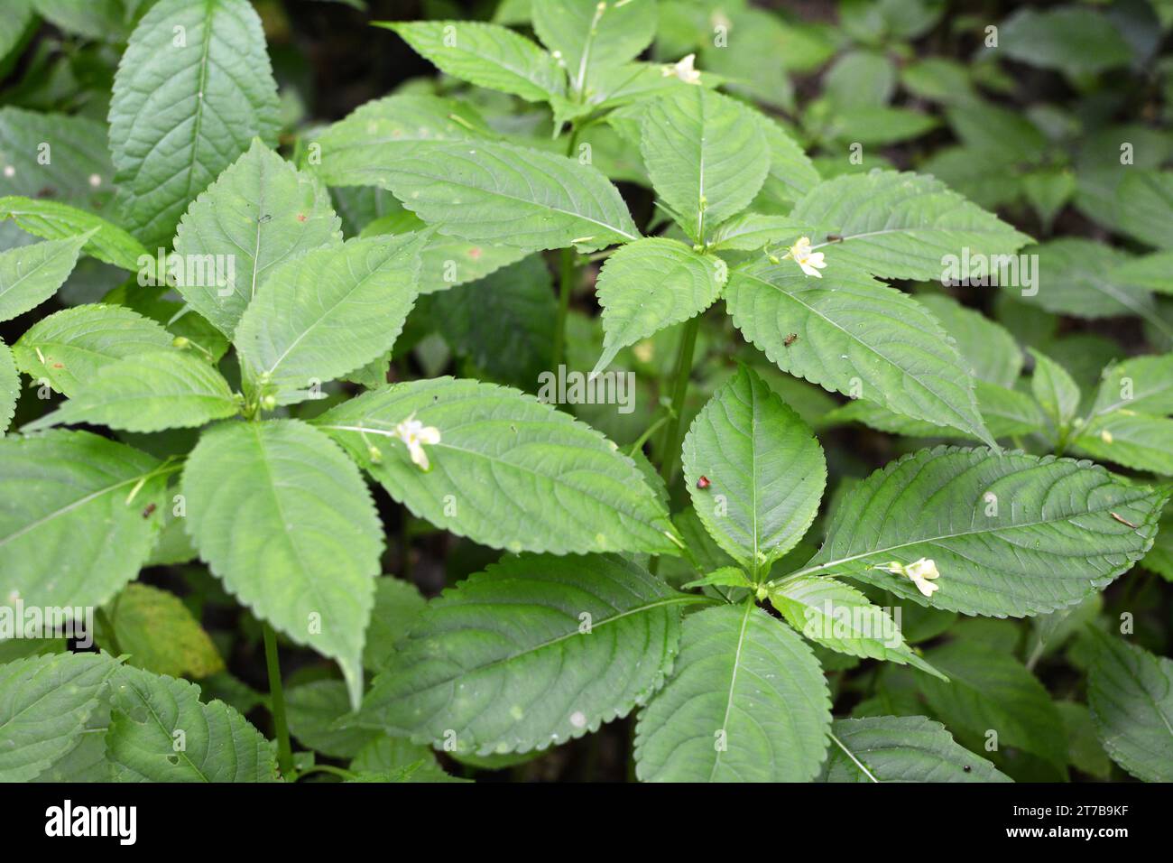 In summer, Impatiens parviflora grows in the wild in the forest Stock ...