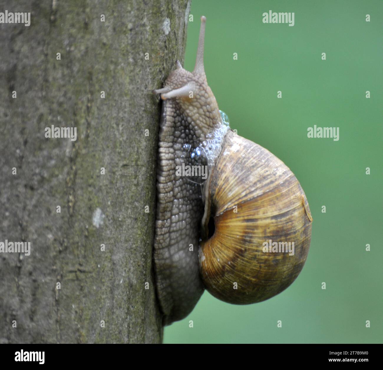 Snails of the active warm season living in the wild Stock Photo - Alamy