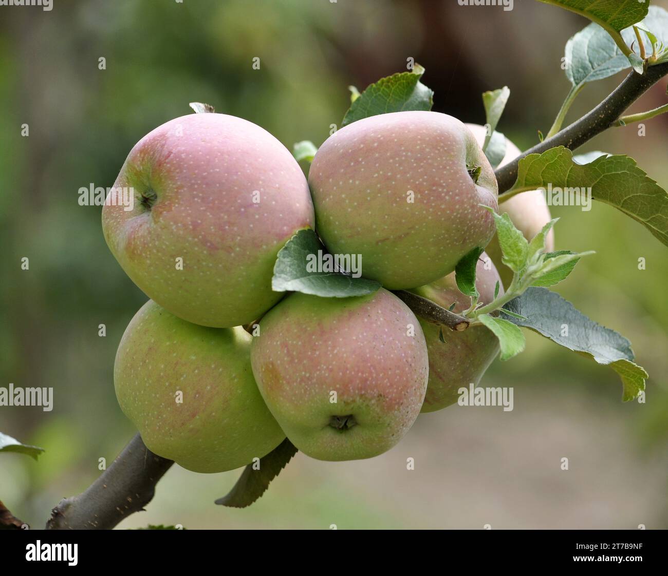 In the orchard, apples ripen on the tree branch Stock Photo - Alamy