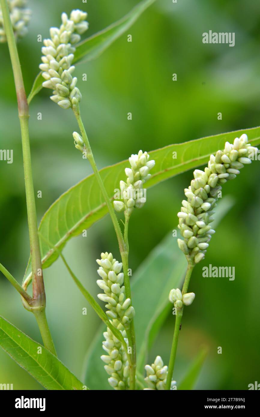 Weed Persicaria lapathifolia grows in a field among agricultural crops ...
