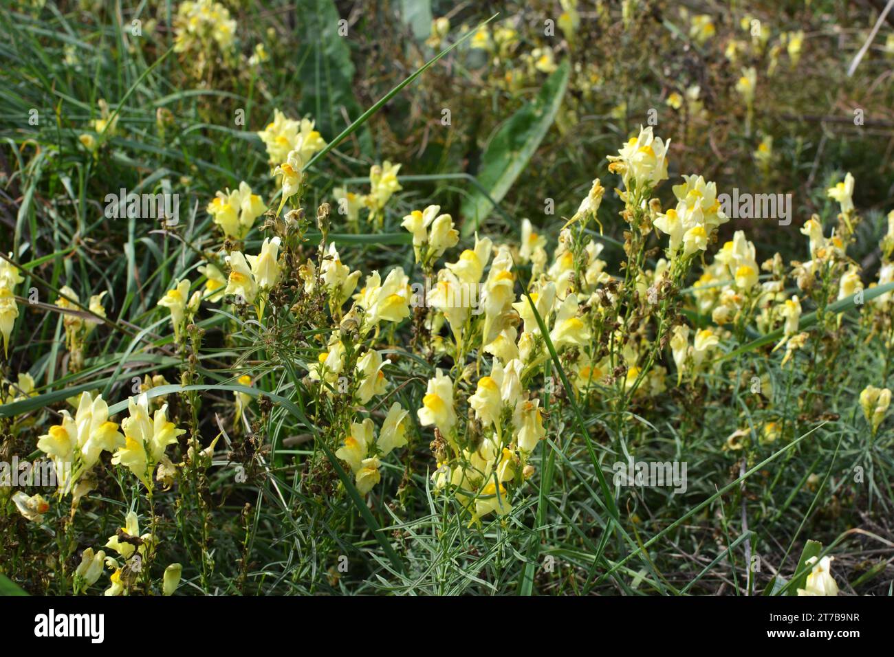 Linaria vulgaris blooms in the wild among grasses Stock Photo - Alamy