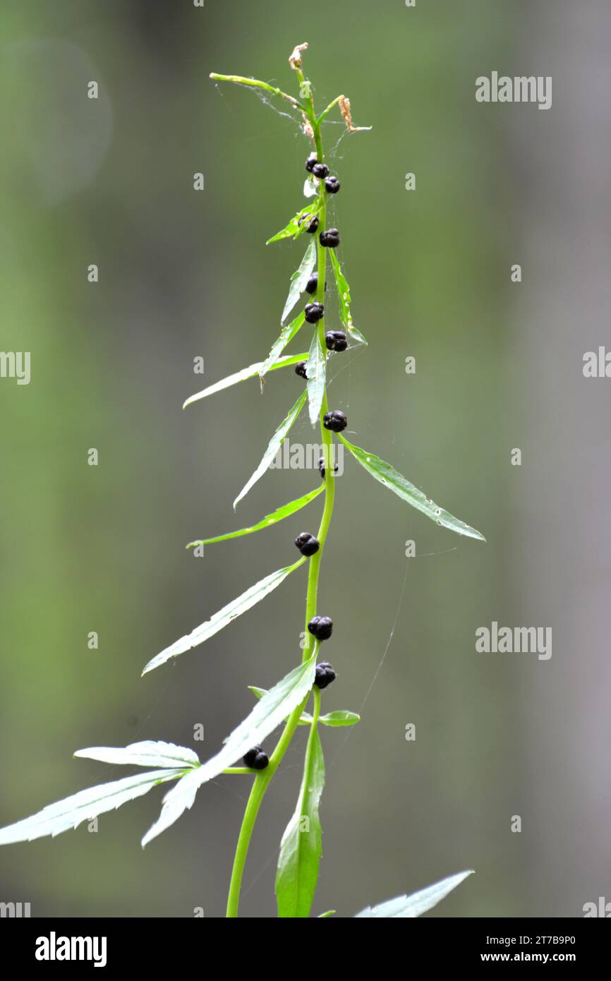In spring, Dentaria bulbifera grows in the wild in the forest Stock ...