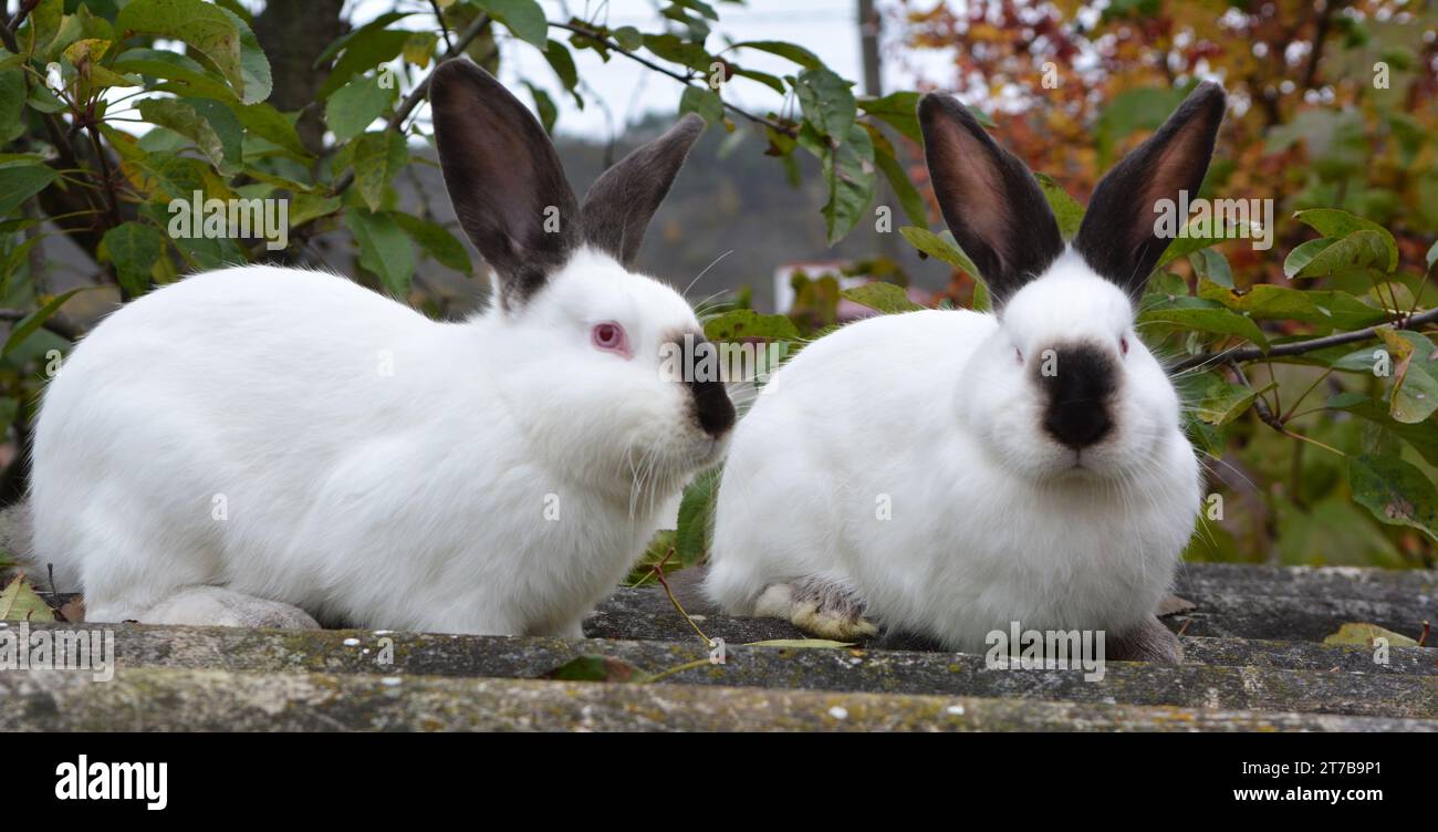 An adult rabbit of the Californian breed Stock Photo - Alamy