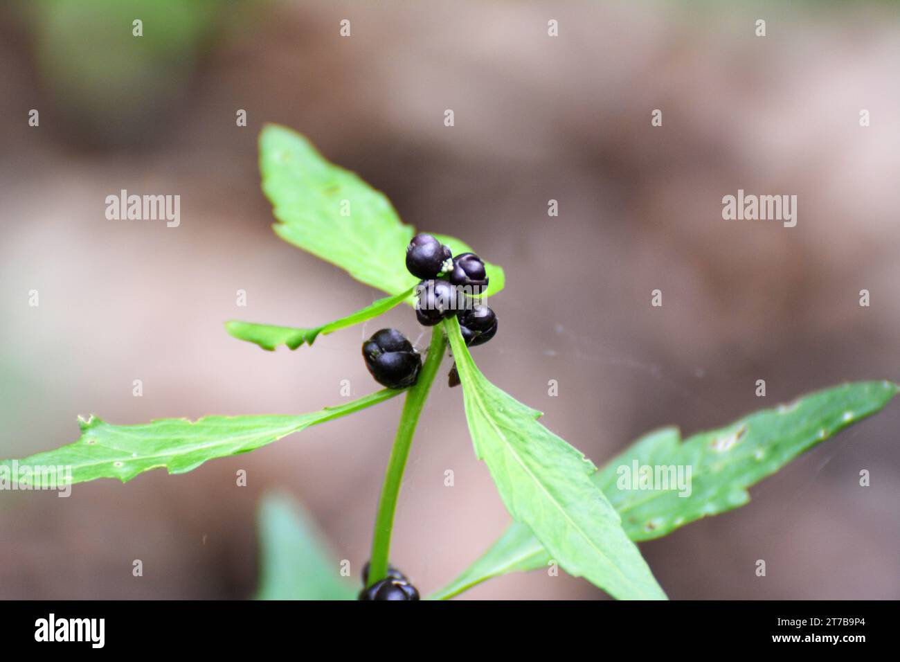 Plant species dentaria hi-res stock photography and images - Alamy