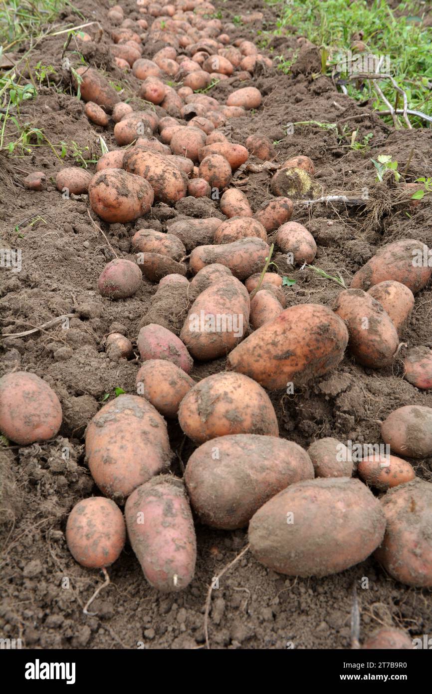 Potato crop hi-res stock photography and images - Alamy