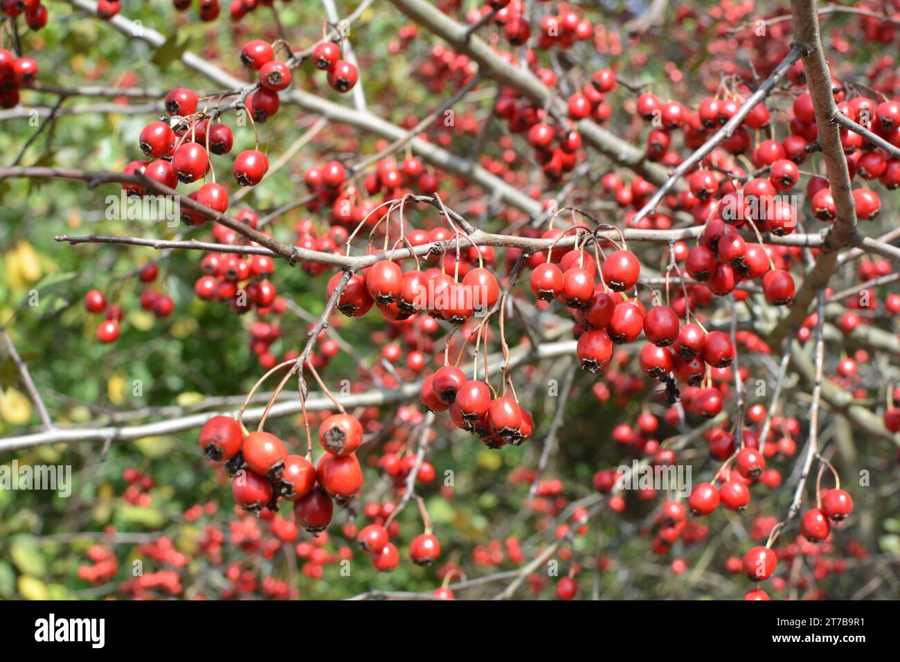 Hawthorn bright red berries hi-res stock photography and images - Alamy